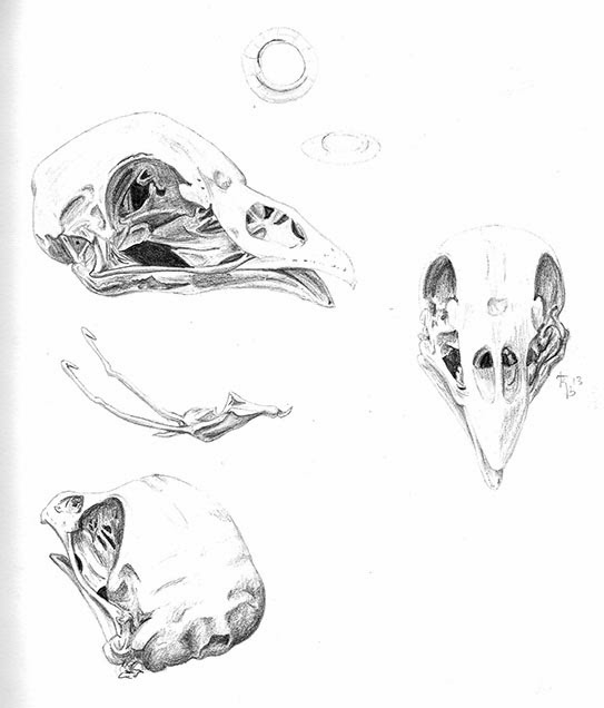Inky Phalangies Thoughts: Chicken skull