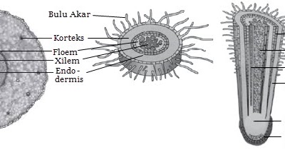 Organ Tumbuhan dan Fungsinya