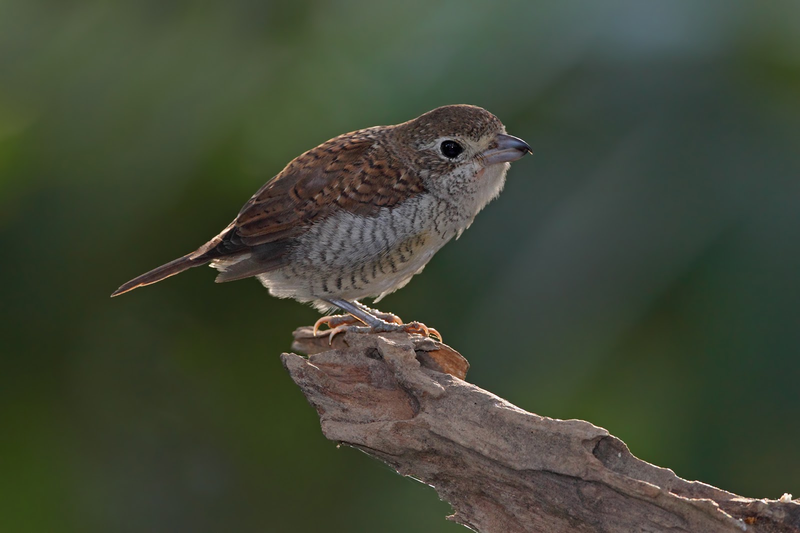 Pertinent perches are paramount