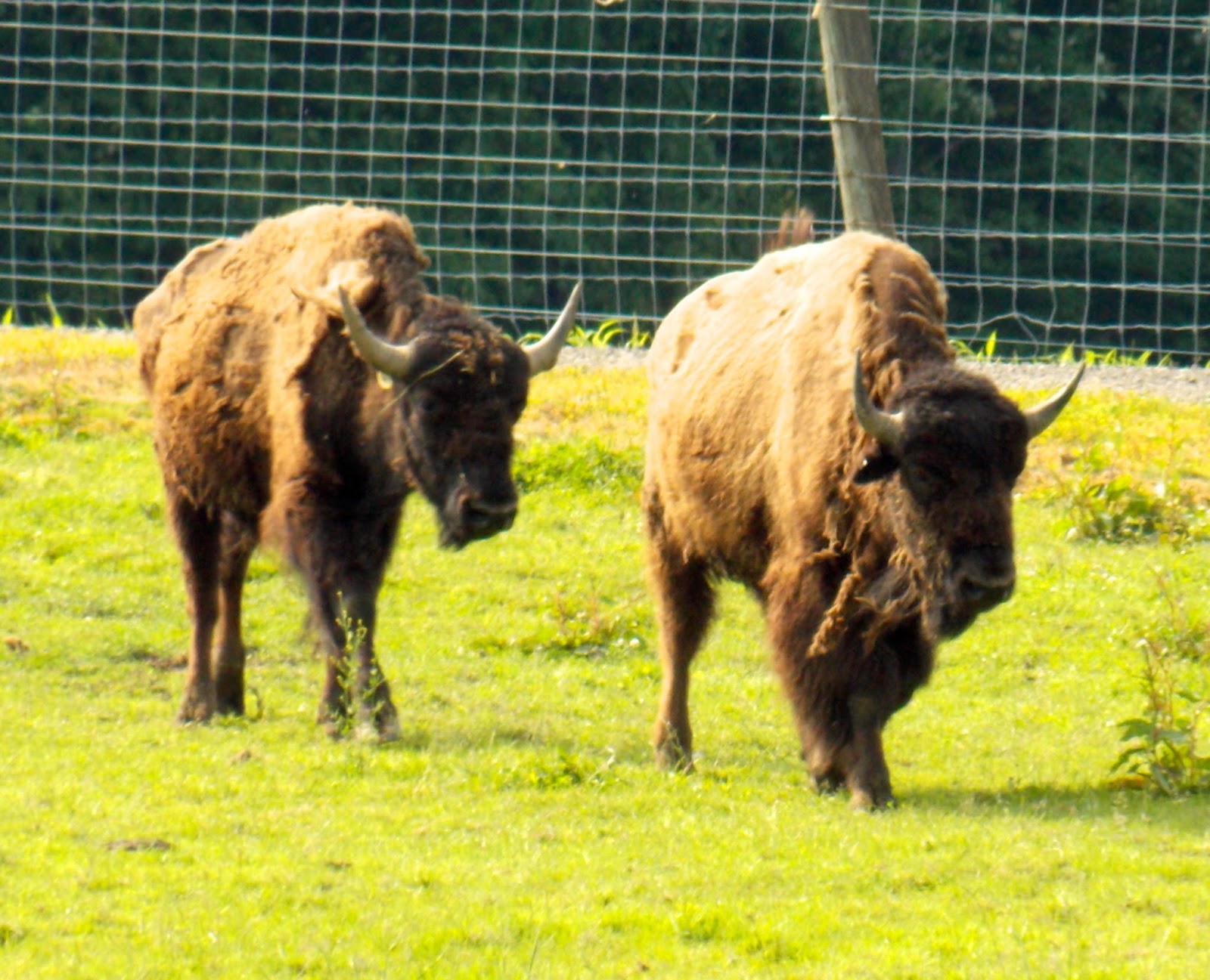 The Happy Nomads : Back on the Road, Part 1: Buffalo, Deer, and Lighthouses