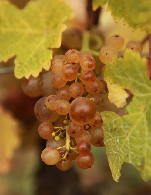 Jim's Loire: 2012 Loire – picking Chasselas@Serge Dagueneau et Filles