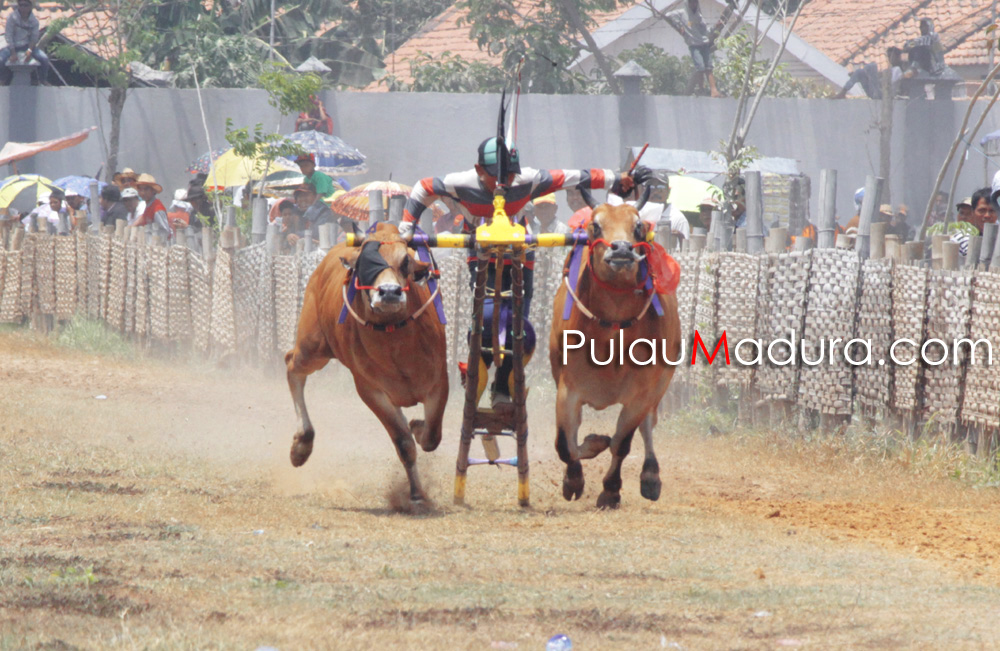 Galeri Foto Kerapan Sapi Madura 2015 - Gerbang Pulau Madura