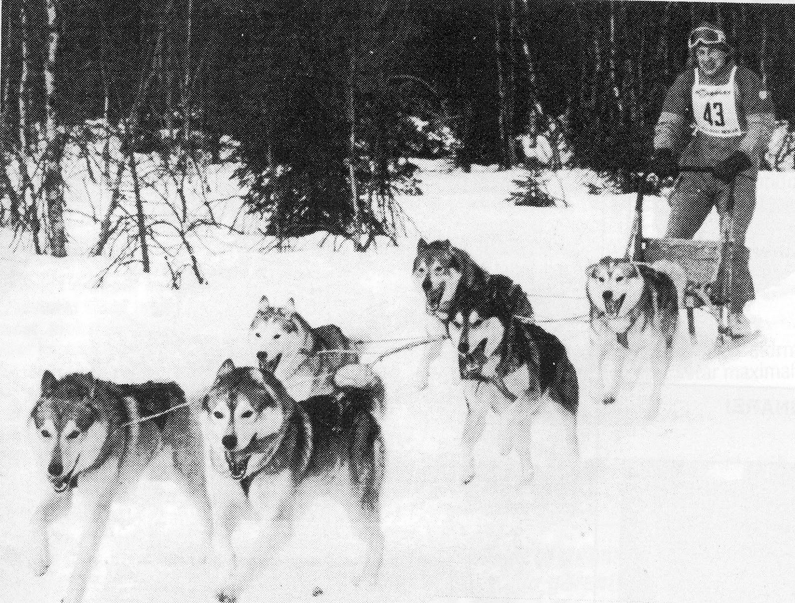 Vargvind siberian husky: de Forest