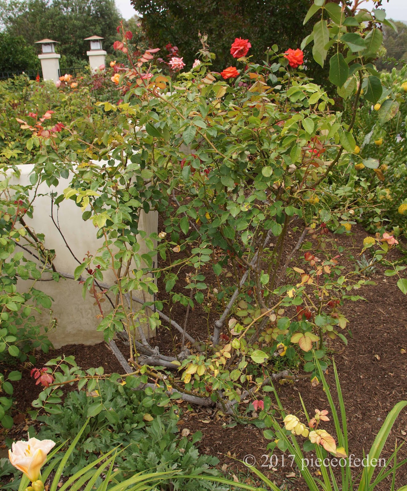 The Oldest Plants In The Garden