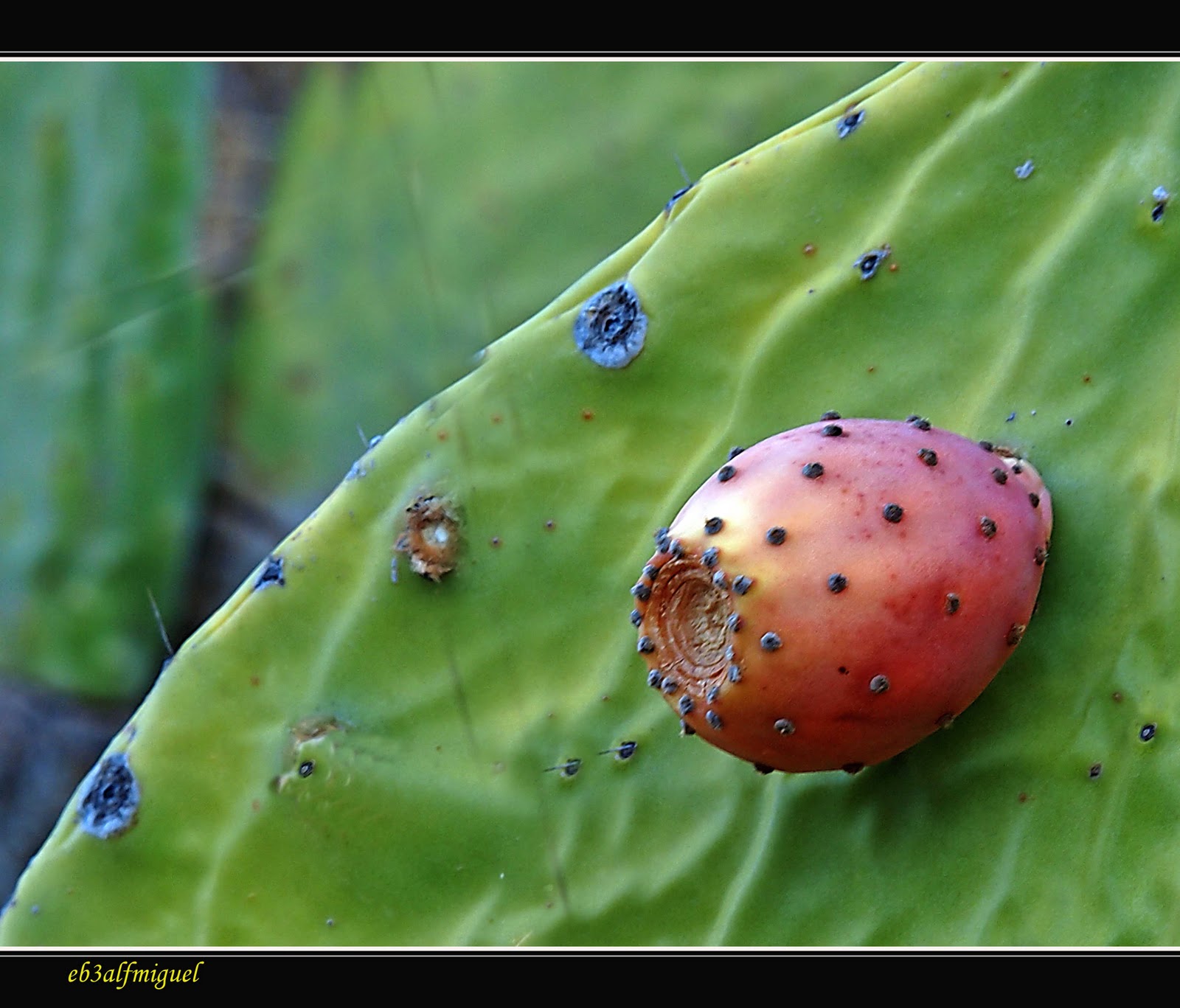 Miguel fotografia: Chumbera ( Opuntia maxima Mill)
