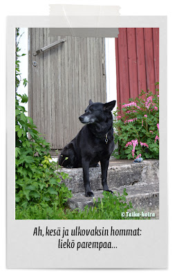 Taika-koiran seikkailut: Kesä ja kärpäset, rappuset ja kauppa-auton ...