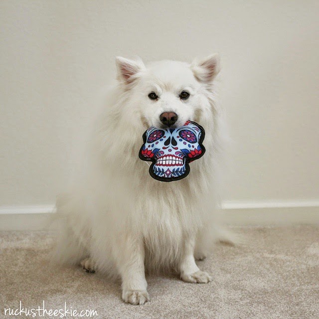 Ruckus the Eskie: @BarkBox October 2014 (BarkBox Promo Code 15% off)