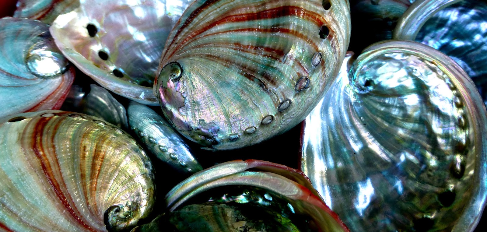 El Arte de la Orfebrería y Joyería : El Abalone o Abulón en la joyería
