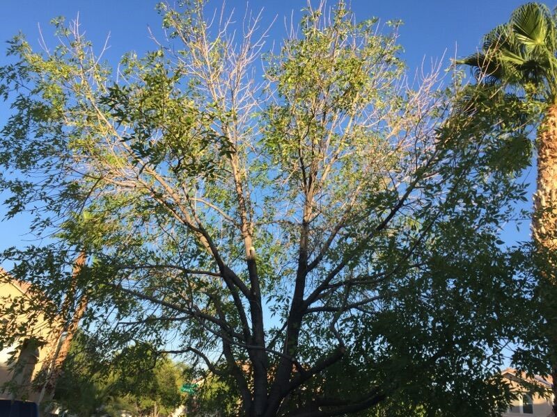 Xtremehorticulture of the Desert: Ash Decline Disease Looks Like Drought