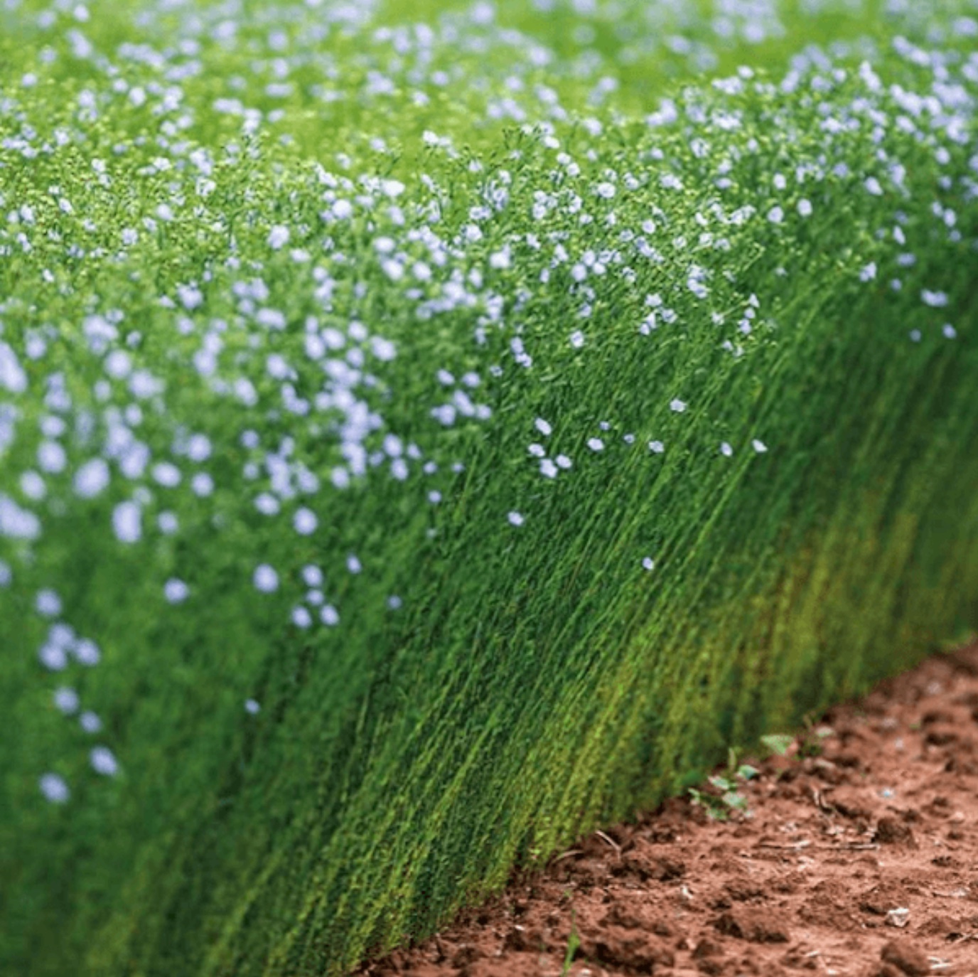 Fashioned by Lyndell: Environmental Footprint of Various Fibres used in ...