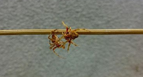 Spider Battle ~ Time to Laugh