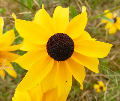 patternpatisserie: The Humble Flowers of Blueberry Hill