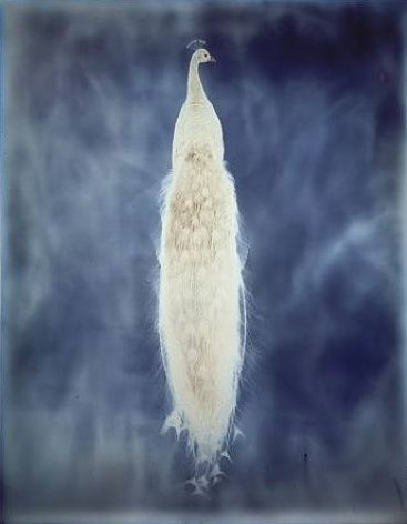 Strawberige: Adam Fuss