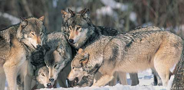 STOP WOLF HUNTS: ALL ABOUT WOLVES