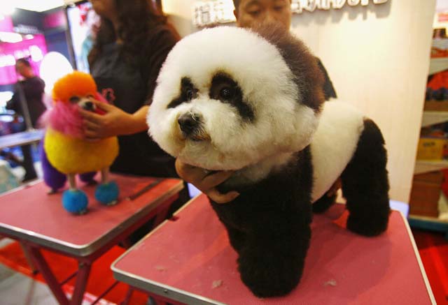 Honey Sugar Bunny: Conozcan al perro-panda