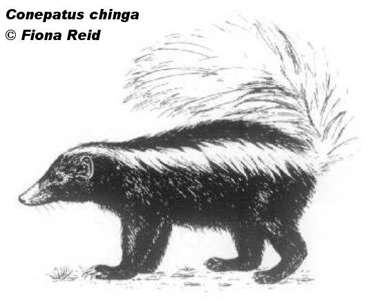 Argentina nativa: Zorrino común (Conepatus chinga)