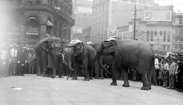 Baseball Researcher: Buy Me Some Peanuts: Elephants Playing Baseball