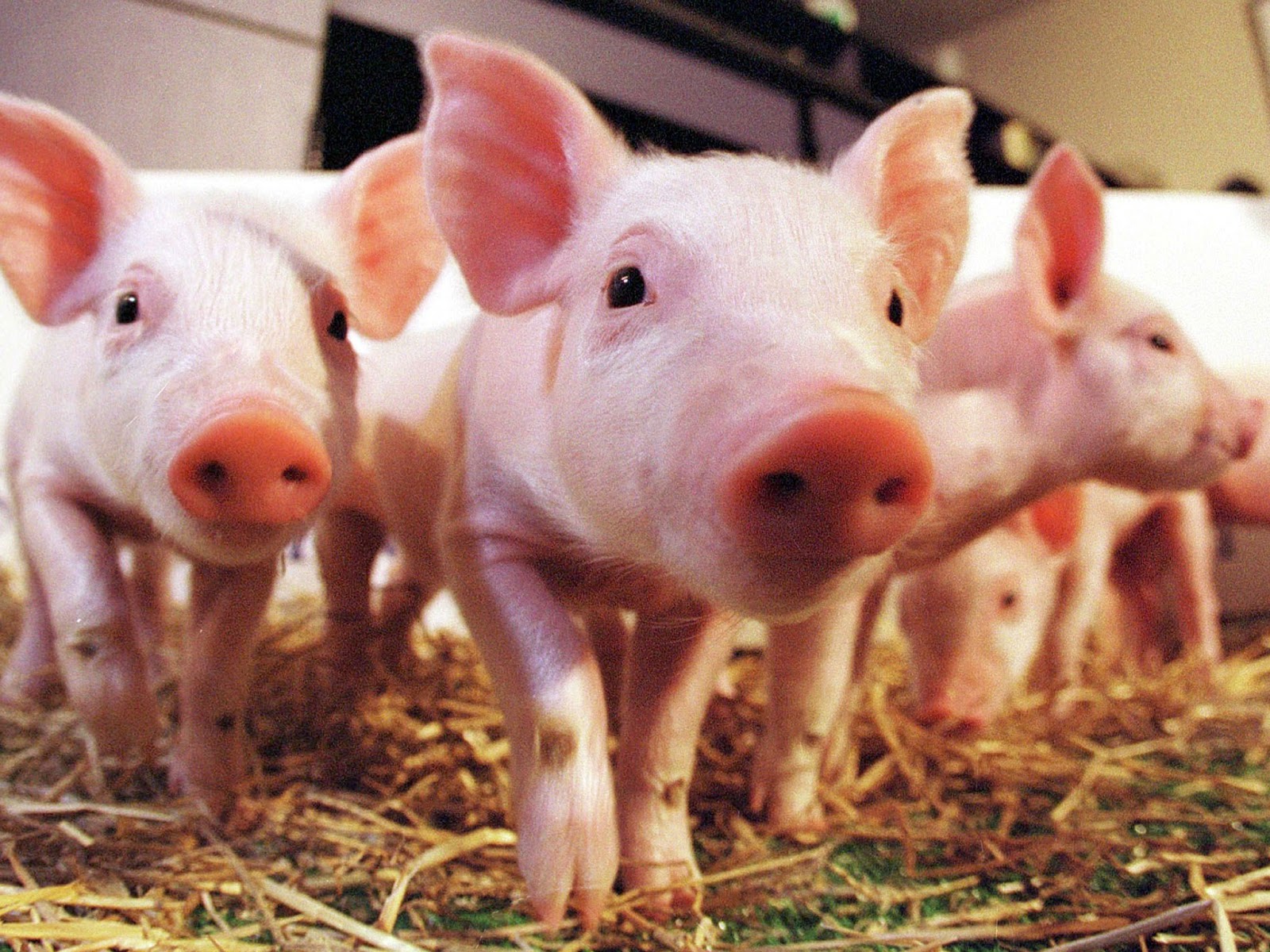 Image d'Animaux: Belle image de petits cochons roses dans leur porcherie