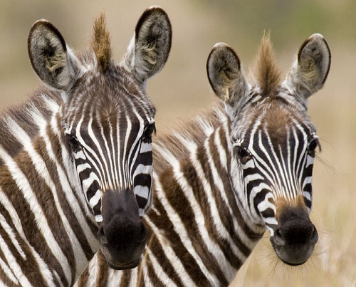 Zebra pictures and Zebra Facts | wawericblog