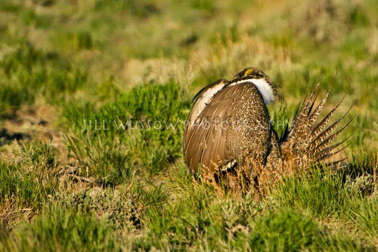 Sage Grouse Strut | Focusing on Wildlife