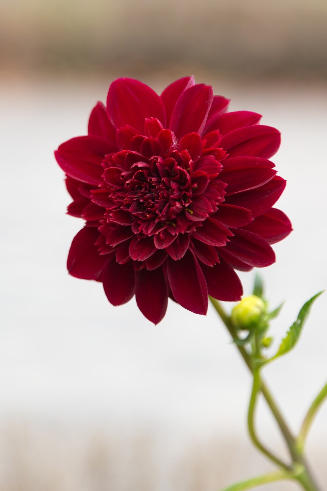 I Need New Things: Dahlia The Beauty