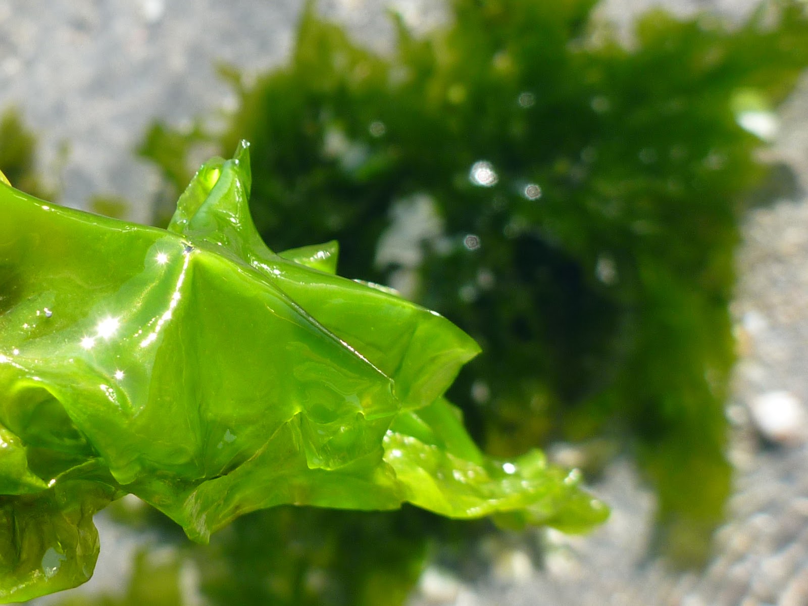 mar menor mar mayor: Ulva lactuca. Alga verde