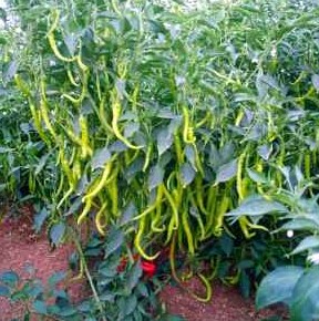 Chilli Cultivation - Mr. Cultivation