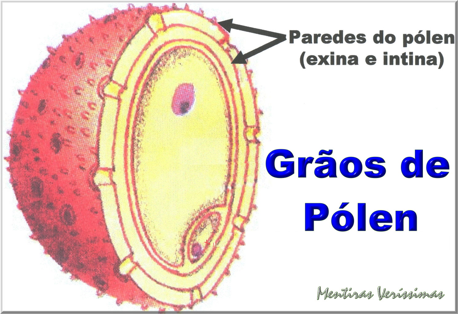 Grão de Pólen: Cada grânulo pode resistir por milhares de anos. É a ...