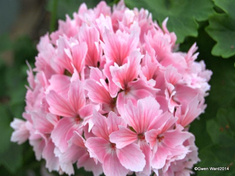 PERFECT PELARGONIUMS: Vectis Allure - Stellar Pelargonium