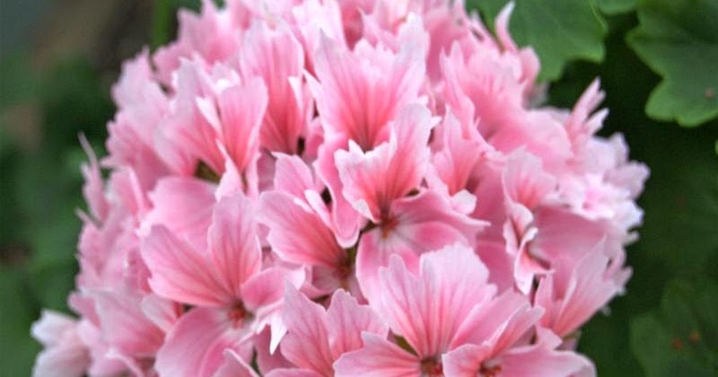 PERFECT PELARGONIUMS: Vectis Allure - Stellar Pelargonium