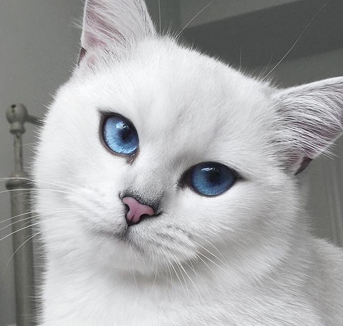 White Wolf : Coby The Cat Has The Most Beautiful Eyes You’ve Ever Seen!