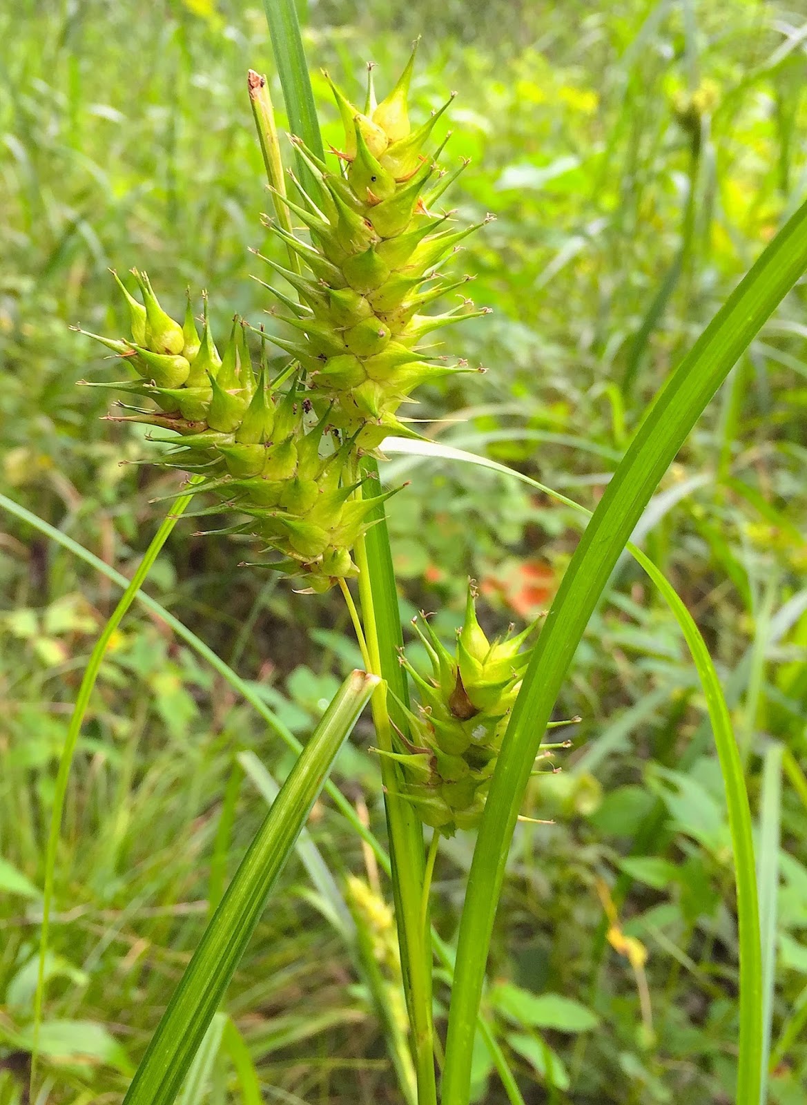 Vestal Grove: Sedge Heads