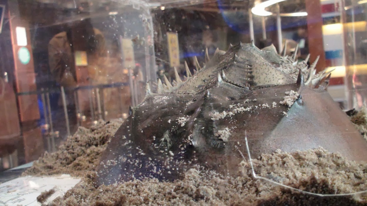 Creating Wonder - the Petrosains Blog: Belangkas or Horseshoe Crab ...