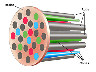 The human eye, and the camera.: The difference between rods and cones