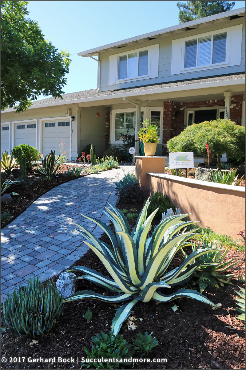 Ruth Bancroft Garden July 2017 private garden tour, part 4