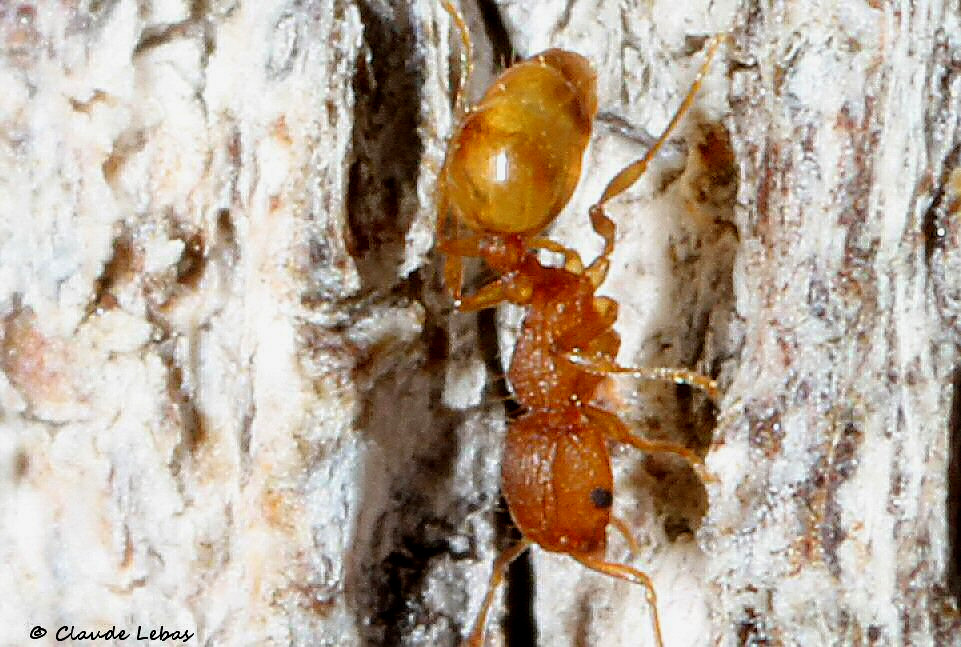 fourmis de Cuba- Hormigas de Cuba- Ants of Cuba: Wasmannia auropunctata