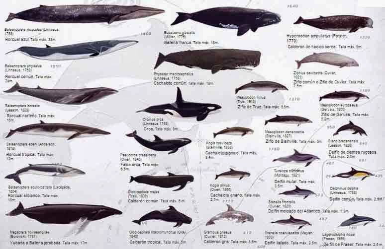 Biologia - Fosséis e evolução : Fóssil de baleia remete às origens da ...