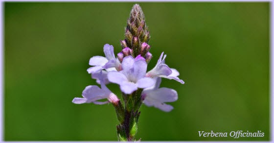 prirodno lecenje biljem