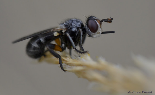 APRENDIENDO CON LA VISTA: Algunas fotos de insectos del 2015 (IV)