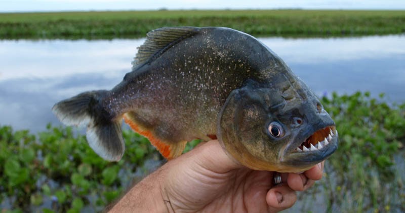 Piraña: mito y realidad