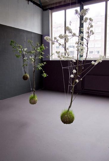 The Rainforest Garden: Vertical Gardening Inspiration