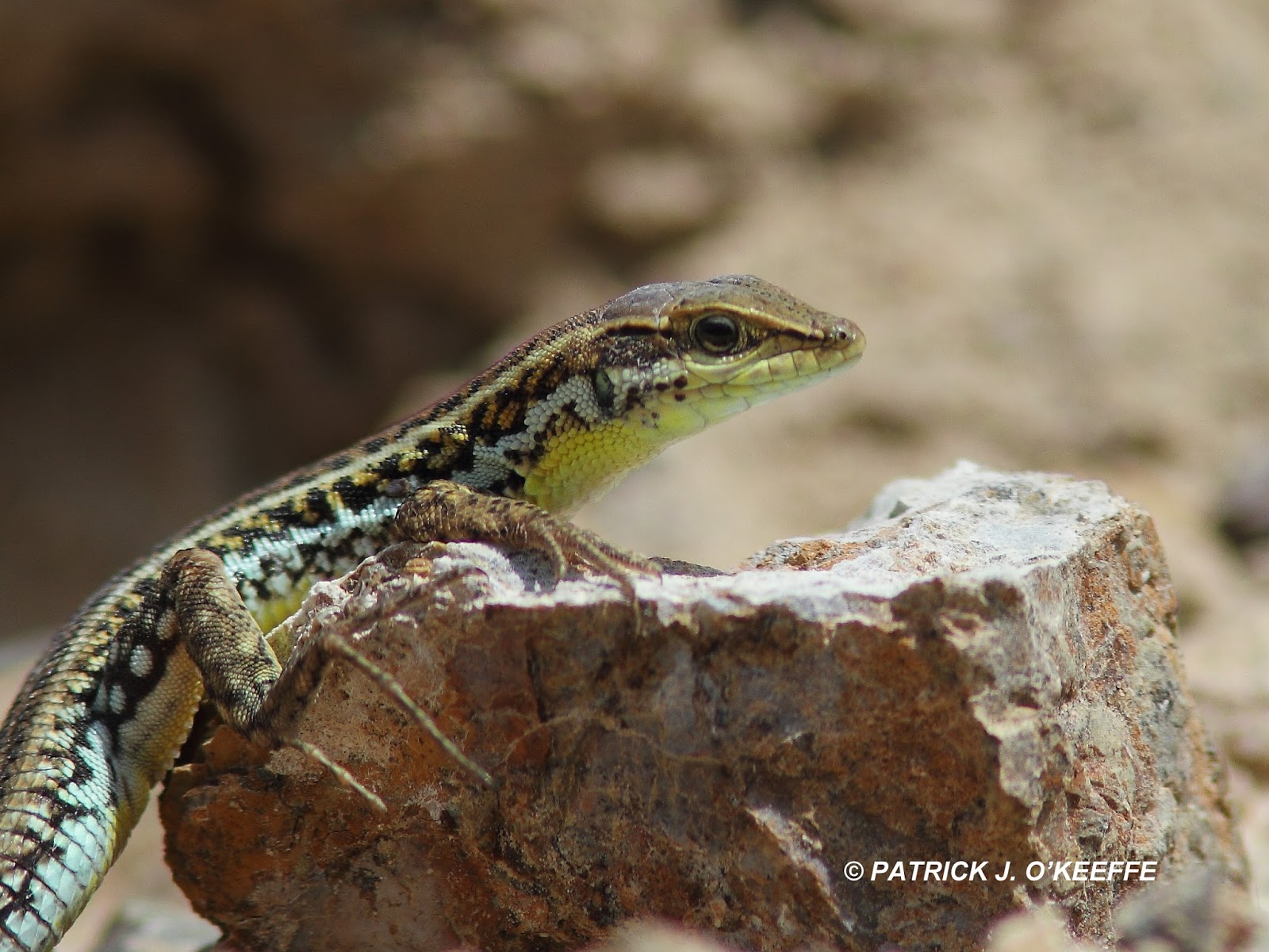 Raw Birds: SNAKE EYED LIZARD Ophisops elegans Paphos Archeological Park ...
