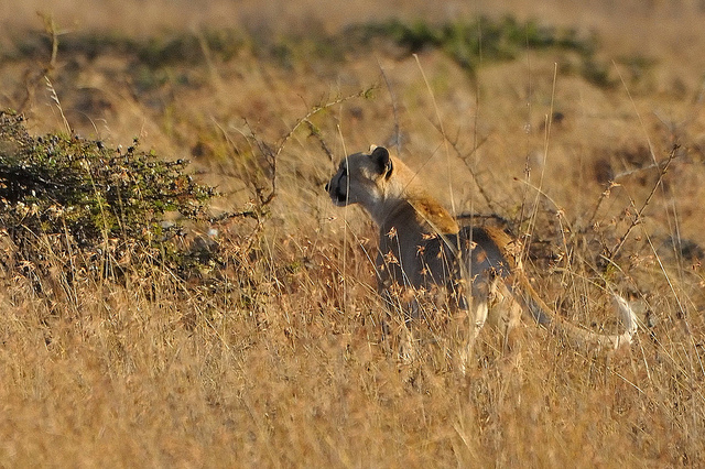 The Circus "NO SPIN ZONE": Rare Spotless Cheetah Sighted In Kenya