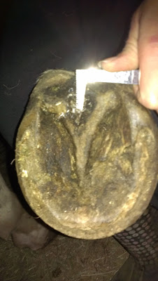 Ace's Feet: Yucky, Stinky Feet