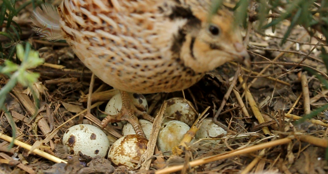 Simply Organic Recipes - Home-grown home-made food, health and beauty ...