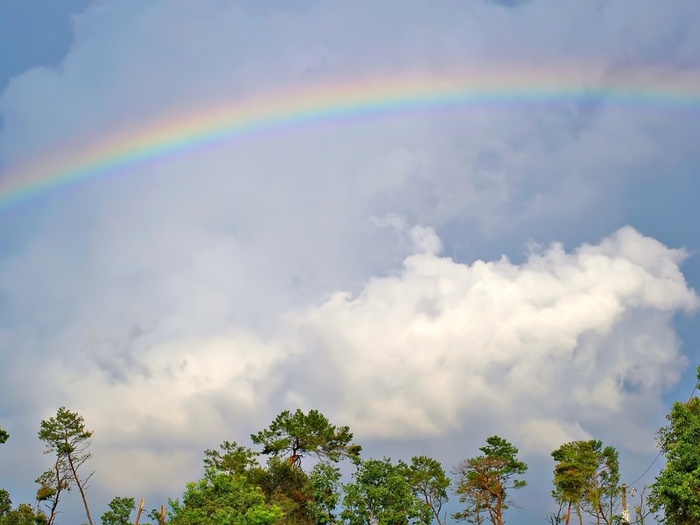 Time to time sau Prajitura cu mere: Curcubeul