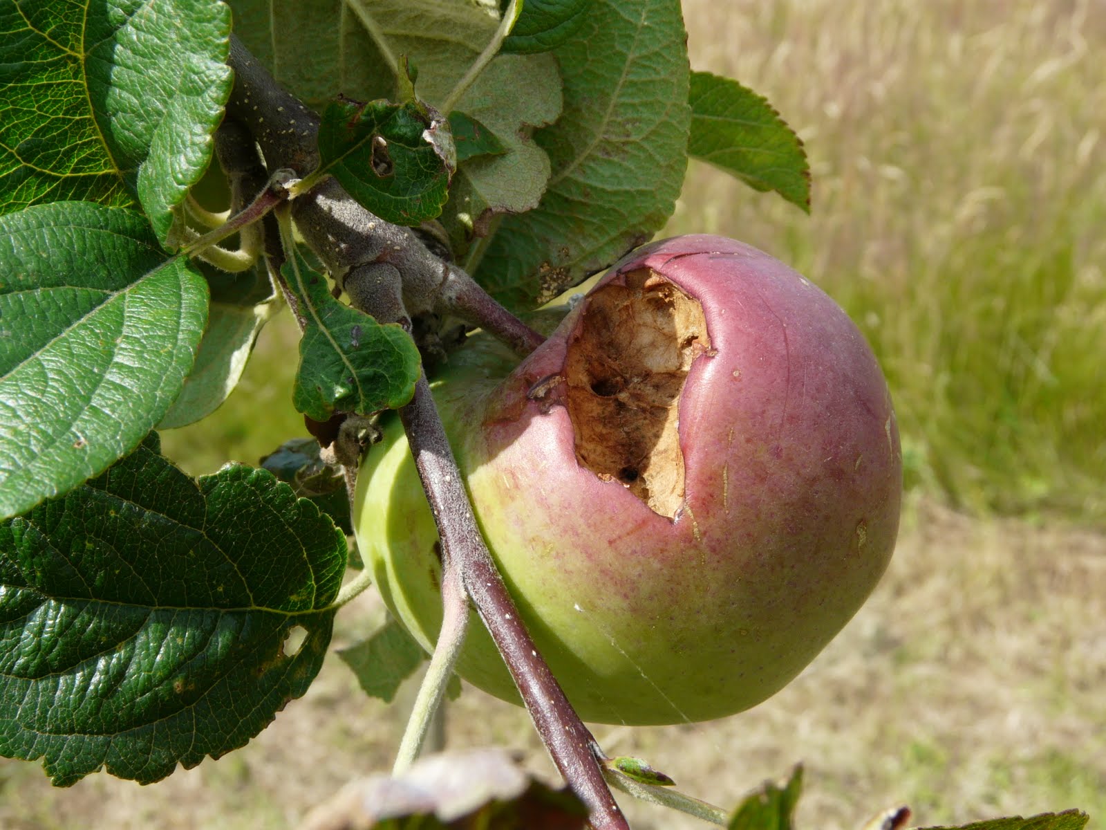 Orchard Diary: Fruit is being damaged by birds