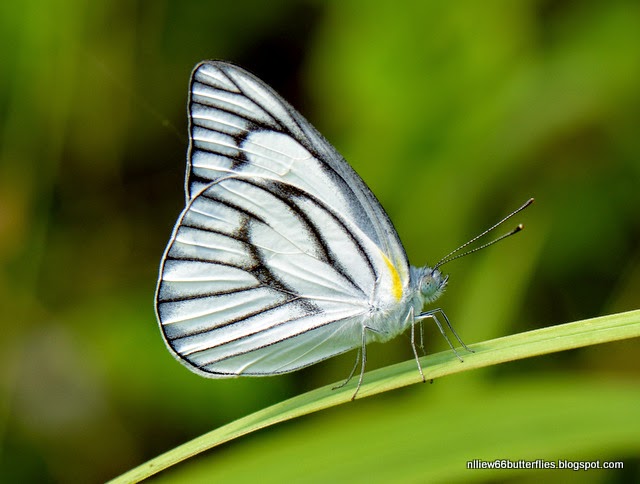 The Forested Path (and Beyond): BUTTERFLIES of RAUB: The Striped ...
