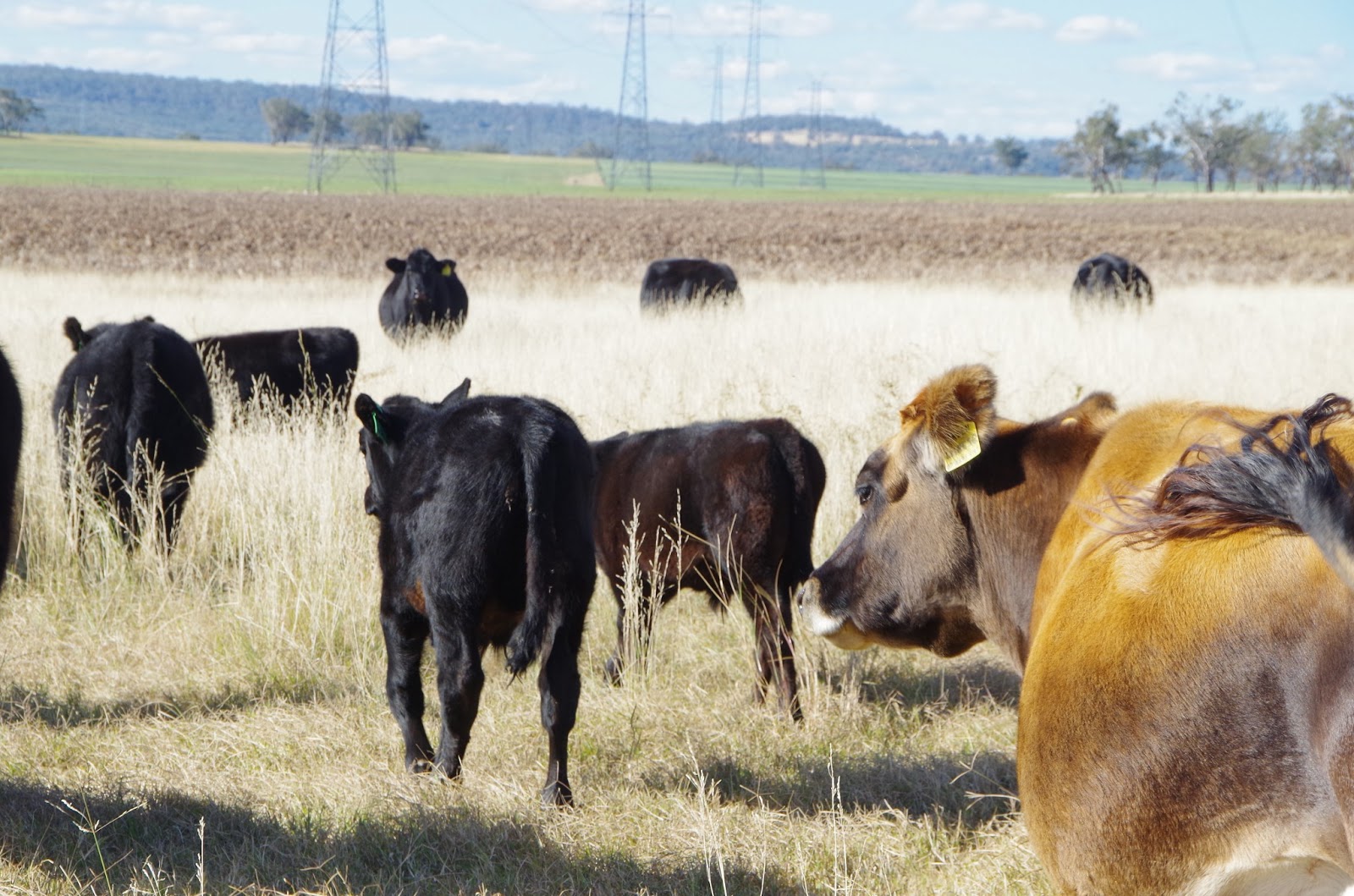 Hart Family: World Tour of Australia: At the Farm...The Animals