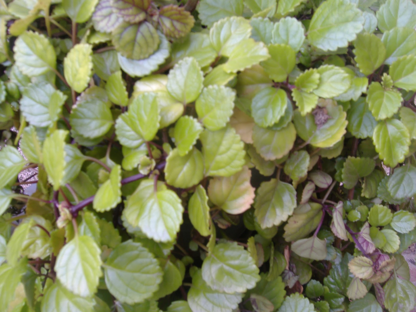 MILLONARIA : Piensa en Millones atrae Millones, Billones atrae Billones